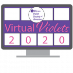 African Violet Exhibits – African Violet Society of America