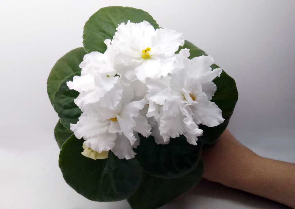 2020 New Introduction Gallery – African Violet Society of America