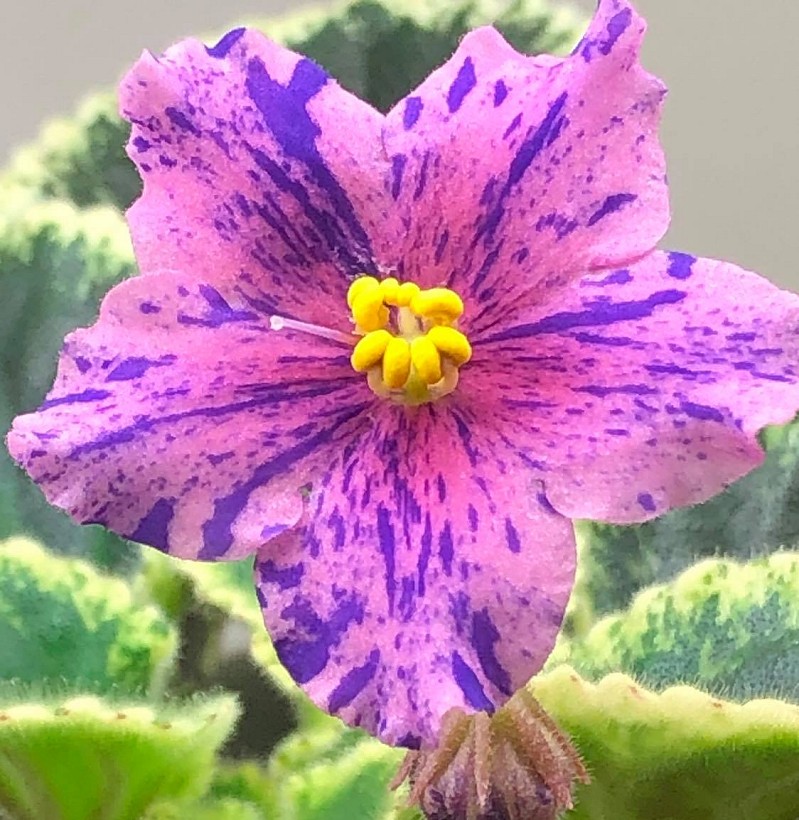 2020 New Introduction Gallery – African Violet Society of America