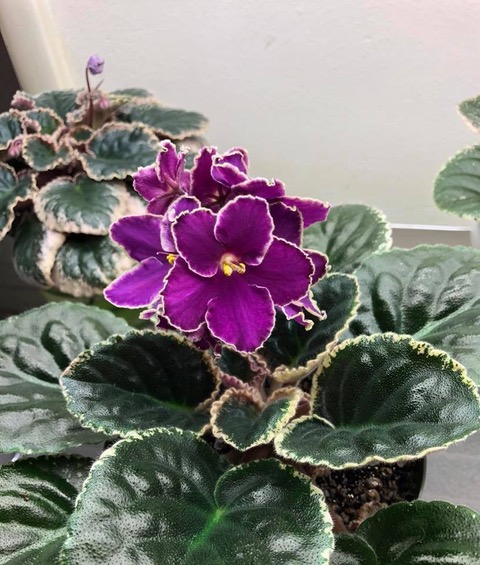 2020 New Introduction Gallery – African Violet Society of America