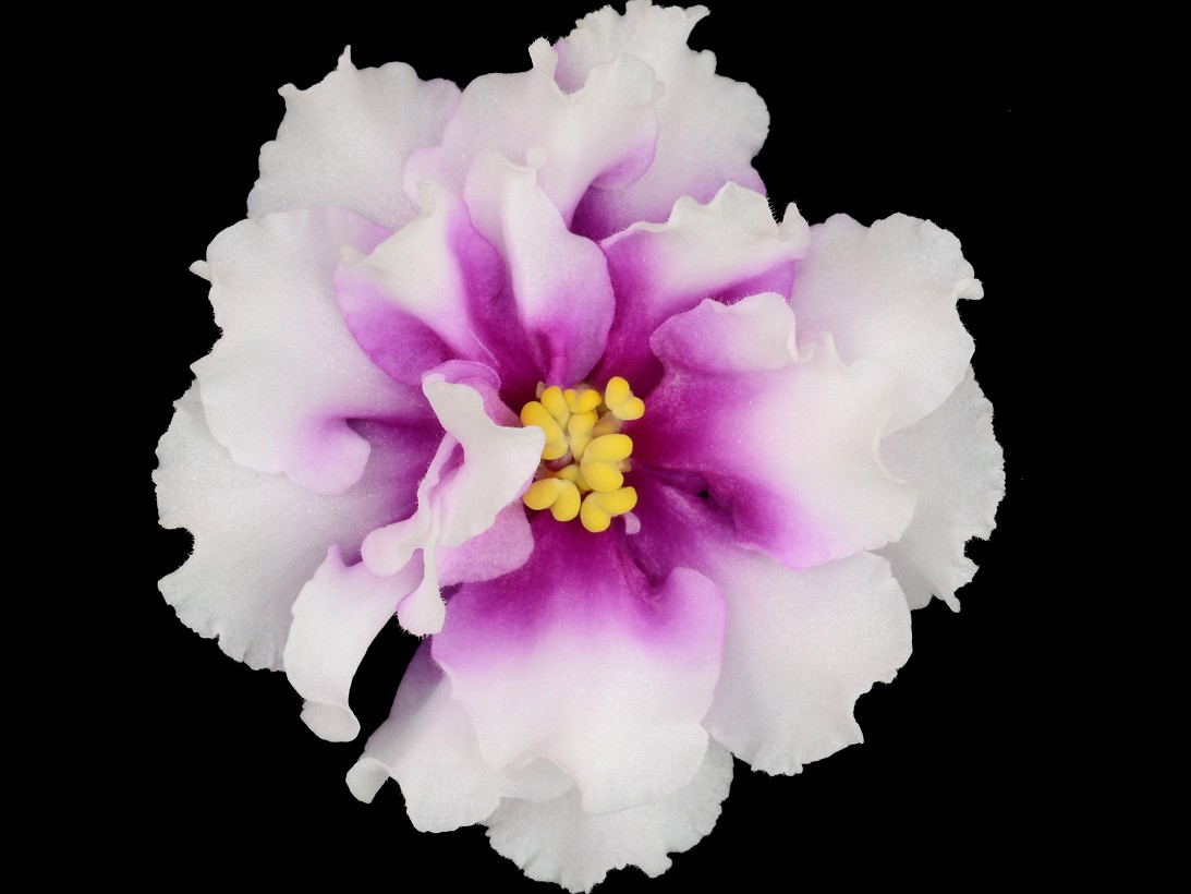 2020 New Introduction Gallery – African Violet Society of America