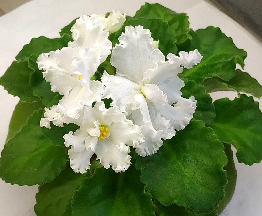 2020 New Introduction Gallery – African Violet Society of America