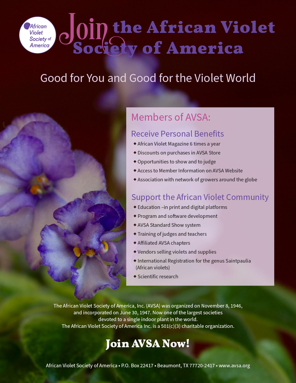 Join AVSA – African Violet Society of America