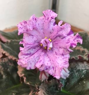 2020 New Introduction Gallery – African Violet Society of America