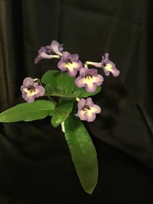 Other Gesneriads Exhibits – African Violet Society of America