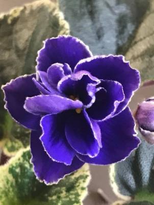 2020 New Introduction Gallery – African Violet Society of America