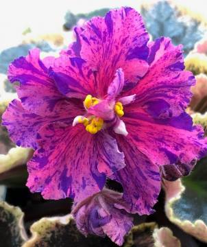 2020 New Introduction Gallery – African Violet Society of America