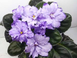 2020 New Introduction Gallery – African Violet Society of America