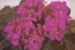 A - African Violet Society of America