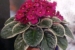 A - African Violet Society of America