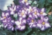 A - African Violet Society of America