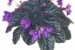 A - African Violet Society of America