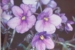 A - African Violet Society of America