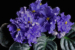 E - African Violet Society of America