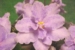 F - African Violet Society of America