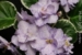 M - African Violet Society of America