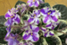 M - African Violet Society of America