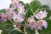 M - African Violet Society of America
