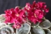 M - African Violet Society of America