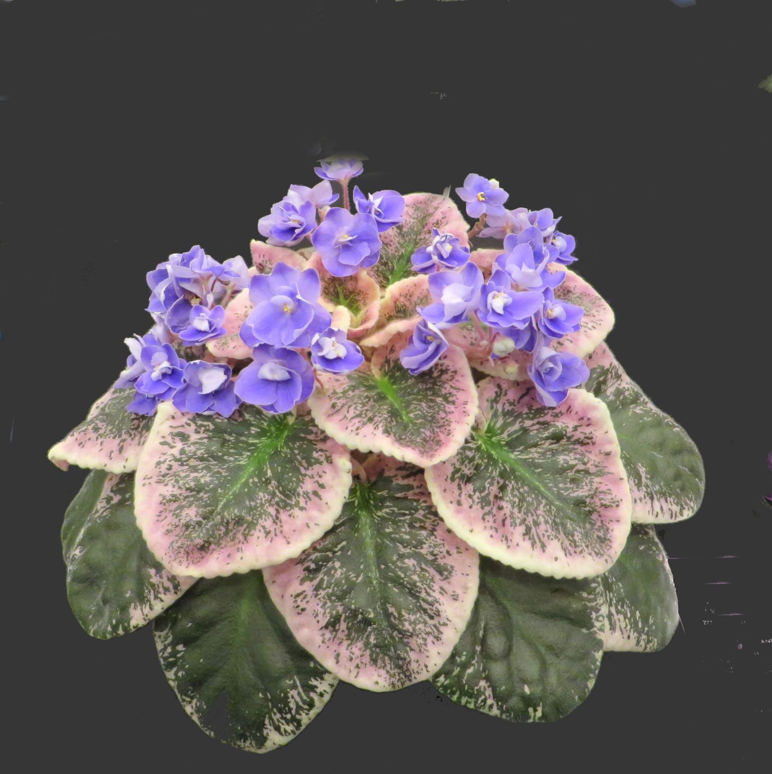 Member (Only) Content - African Violet Society of America