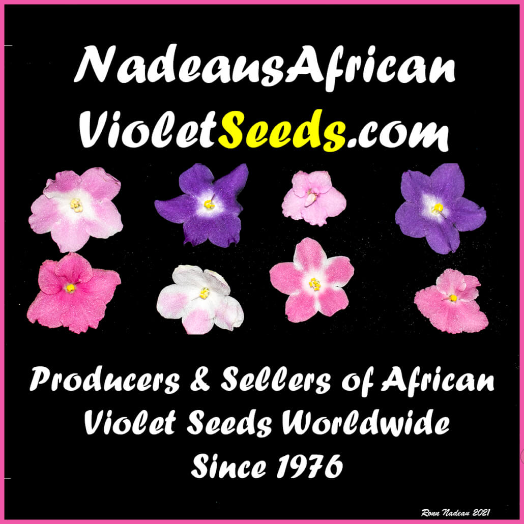 Highlights Cyber-Salesroom - African Violet Society of America