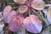 Impatiens Necrotic Spot Virus (INSV) Examples - African Violet Society ...